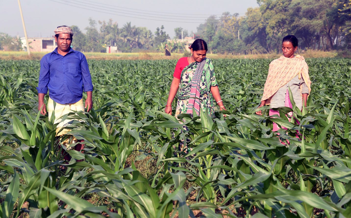 Transforming Agriculture in Bangladesh through Climate-Smart Bed Planting Technology – Community ...