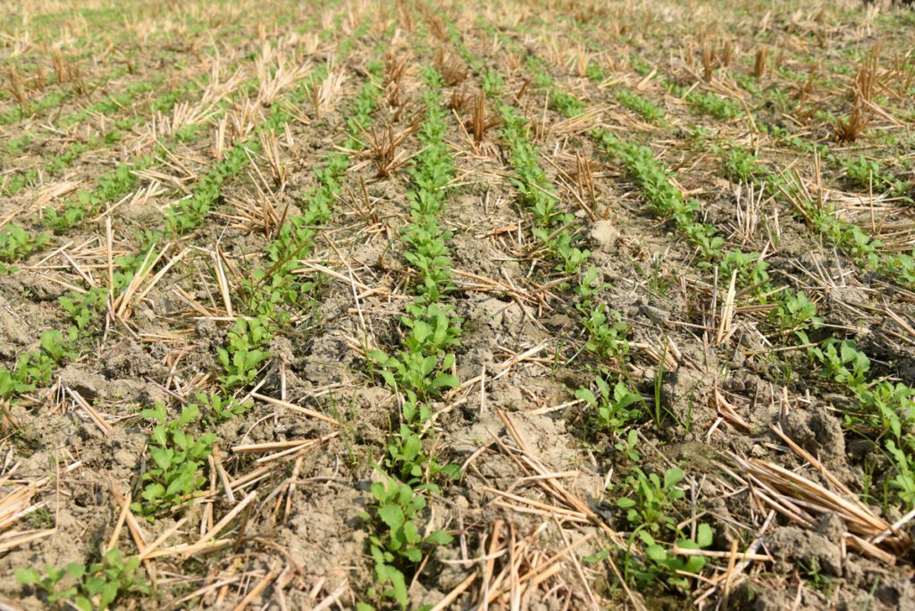 Strip Planting Technique: Transforming Conventional Agriculture to ...
