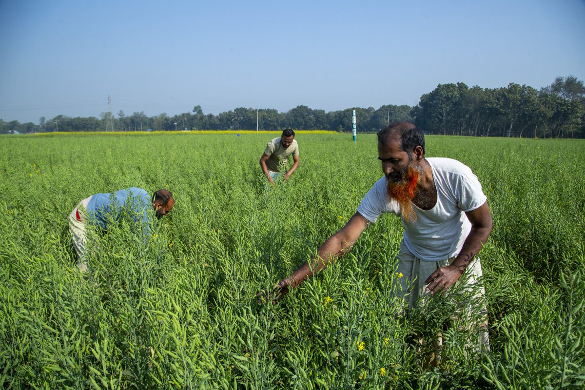 Strip Planting Technique: Transforming Conventional Agriculture to ...